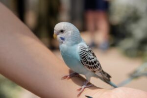 Pet Insurance for Birds UK | Bird Insurance Comparison